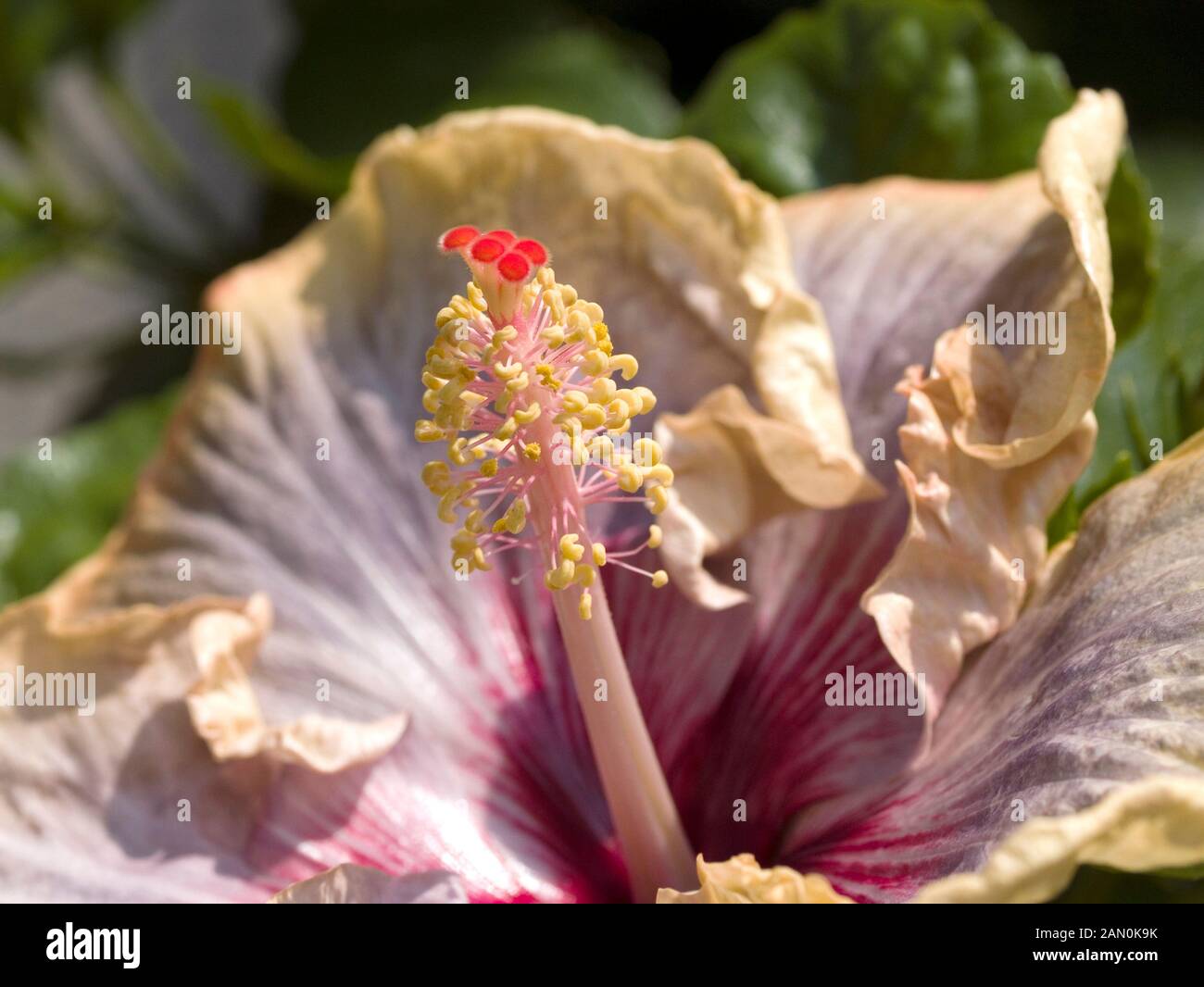 HIBISCUS ROSA SINENSIS GATOR PRIDE Stock Photo - Alamy