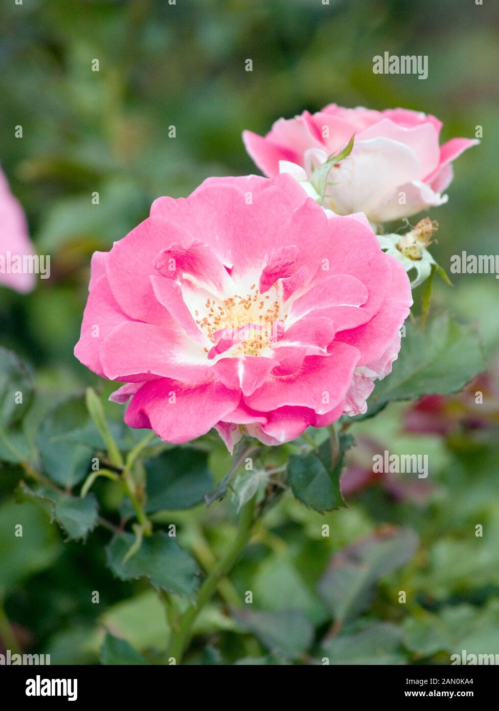 Regensberg rose hi-res stock photography and images - Alamy