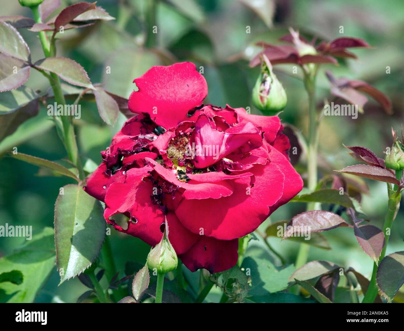 ROSE DAMAGE FROM POPILLIA JAPONICA (JAPENESE BEETLE Stock Photo - Alamy