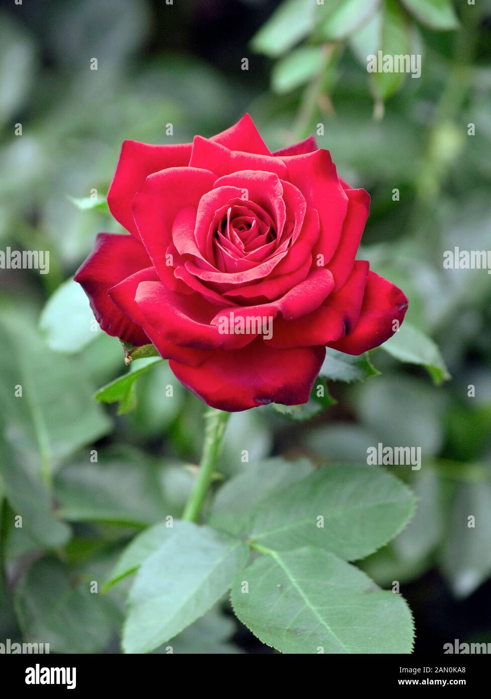 Tamango hi-res stock photography and images - Alamy