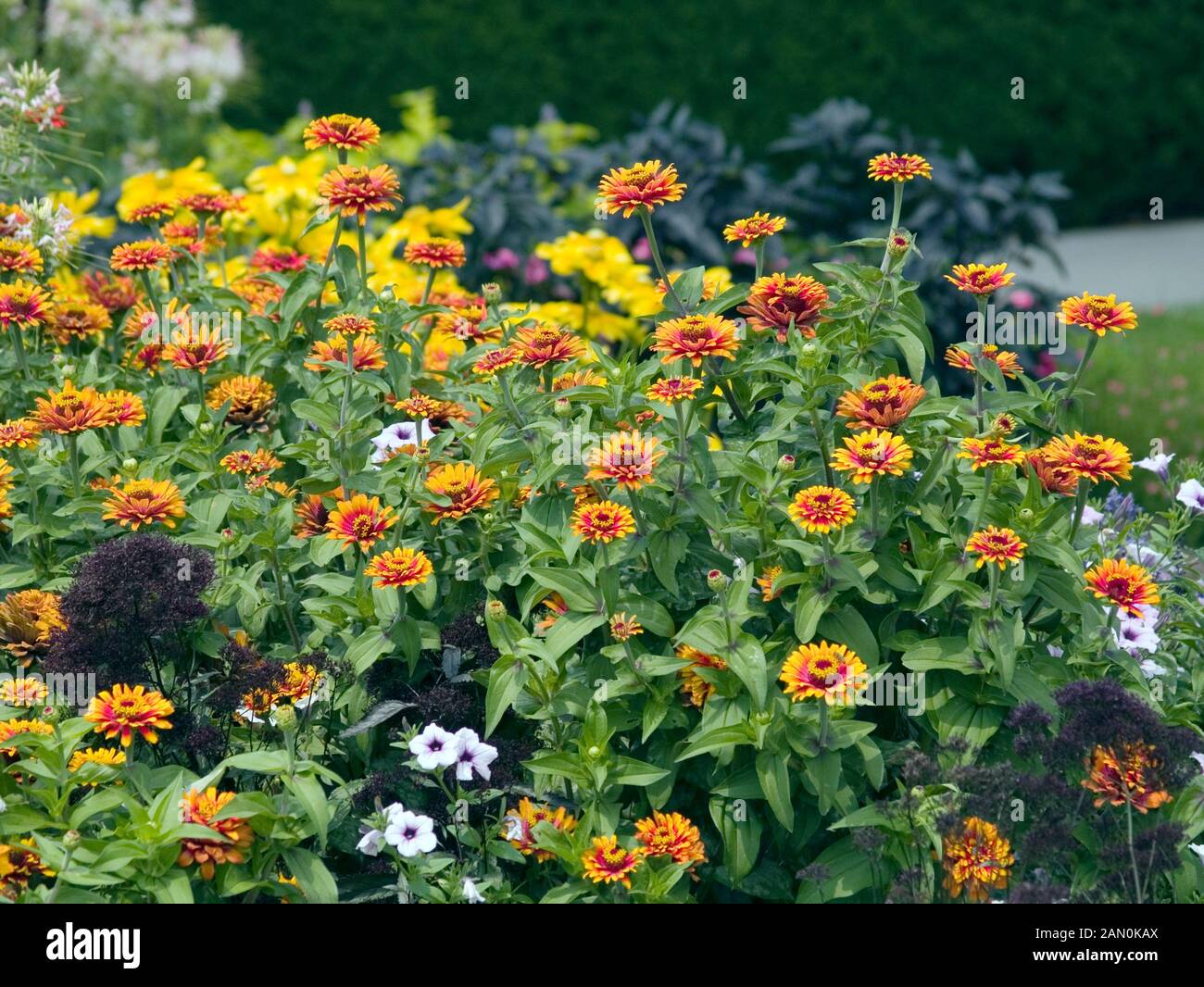 Zinnia elegans swizzle scarlet and yellow hi-res stock photography and ...