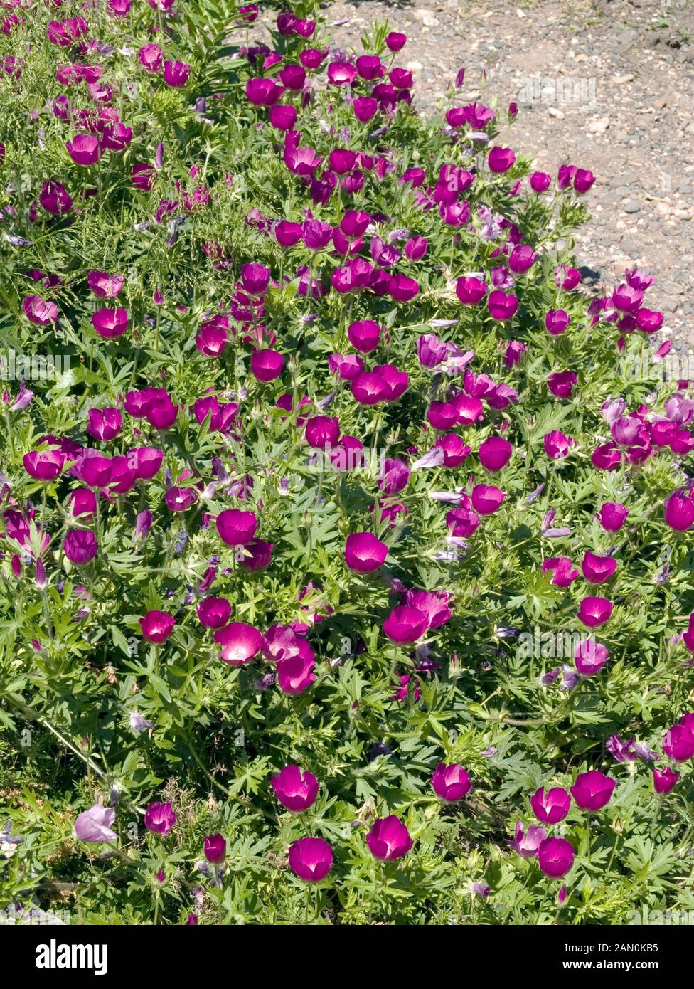 Callirhoe involucrata hi-res stock photography and images - Alamy
