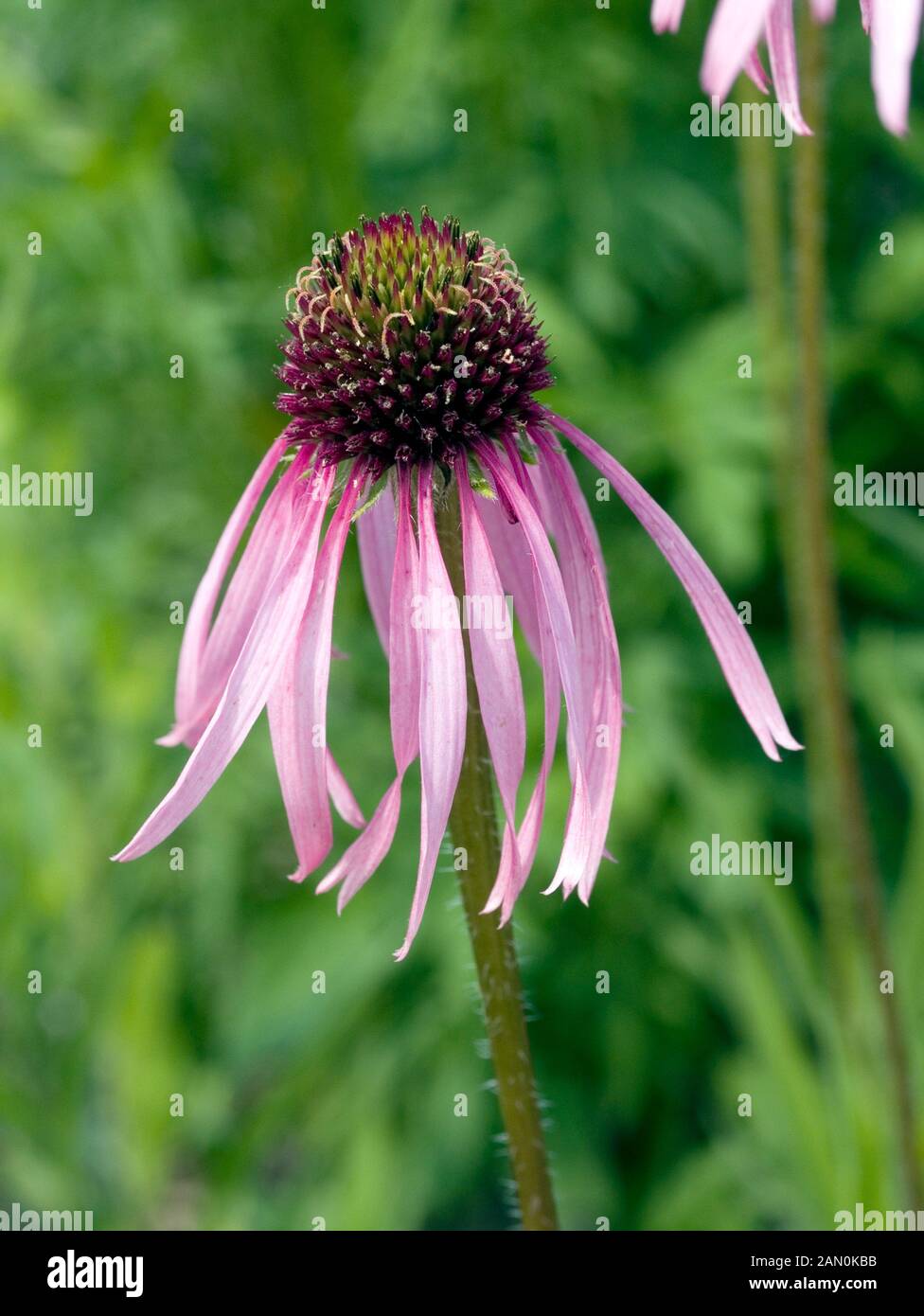 Echinacea pallida hi-res stock photography and images - Alamy