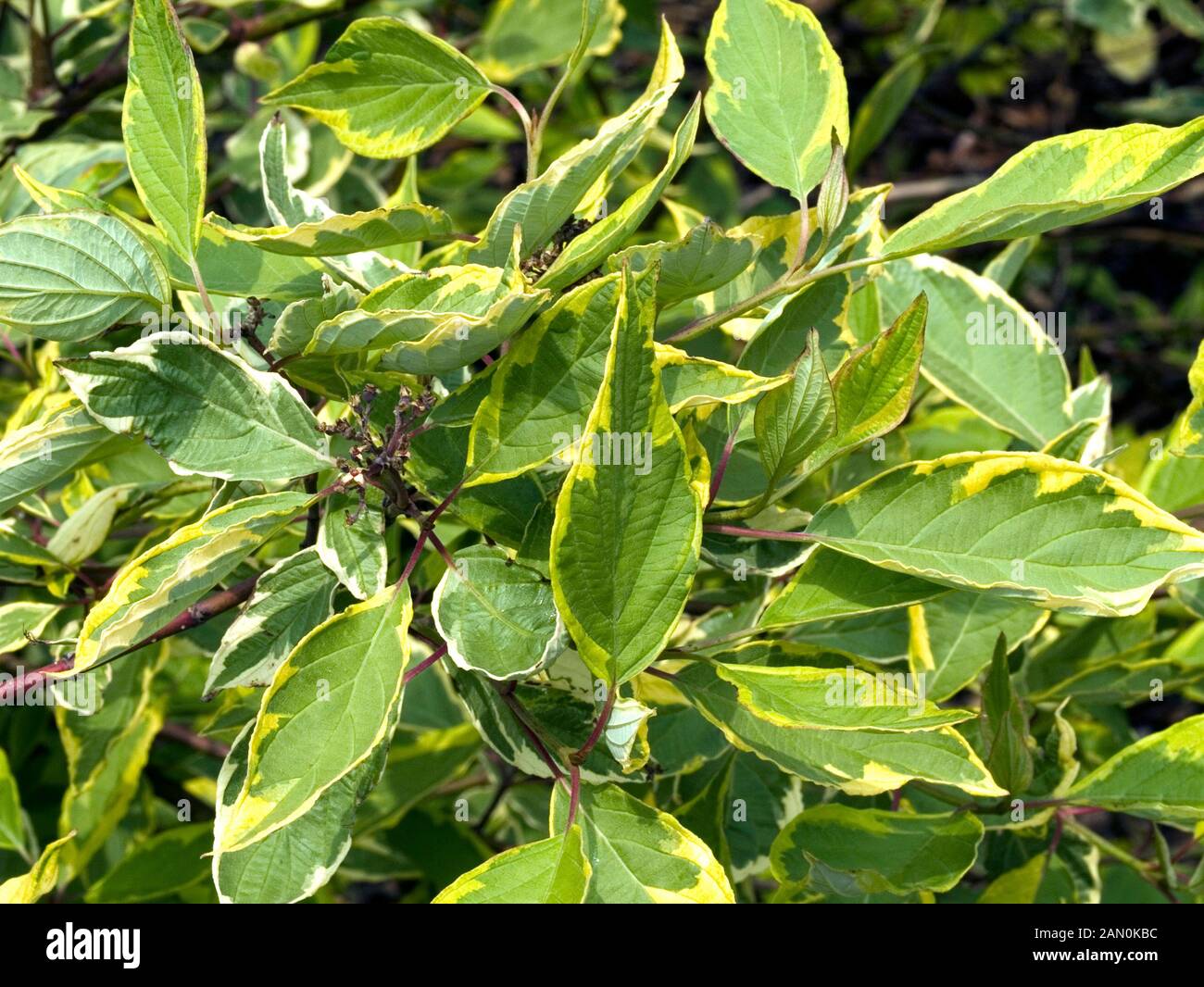 Variegated cornus hi-res stock photography and images - Alamy