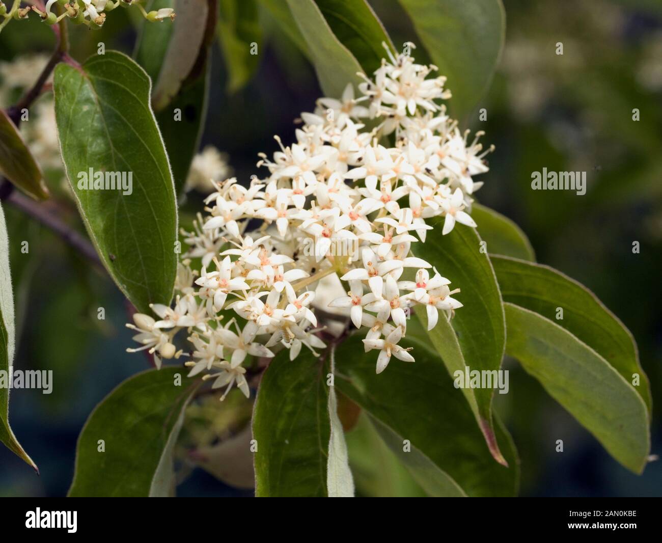 Cornus racemosa hi-res stock photography and images - Alamy
