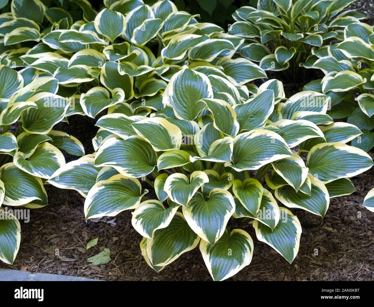 Hosta ground cover hi-res stock photography and images - Alamy