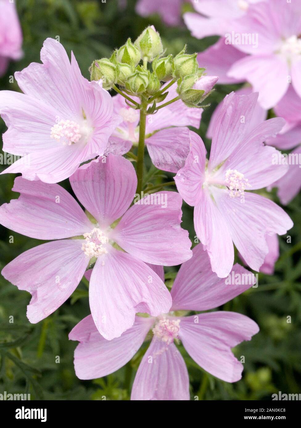 MALVA ALCEA FASTIGIATA Stock Photo - Alamy