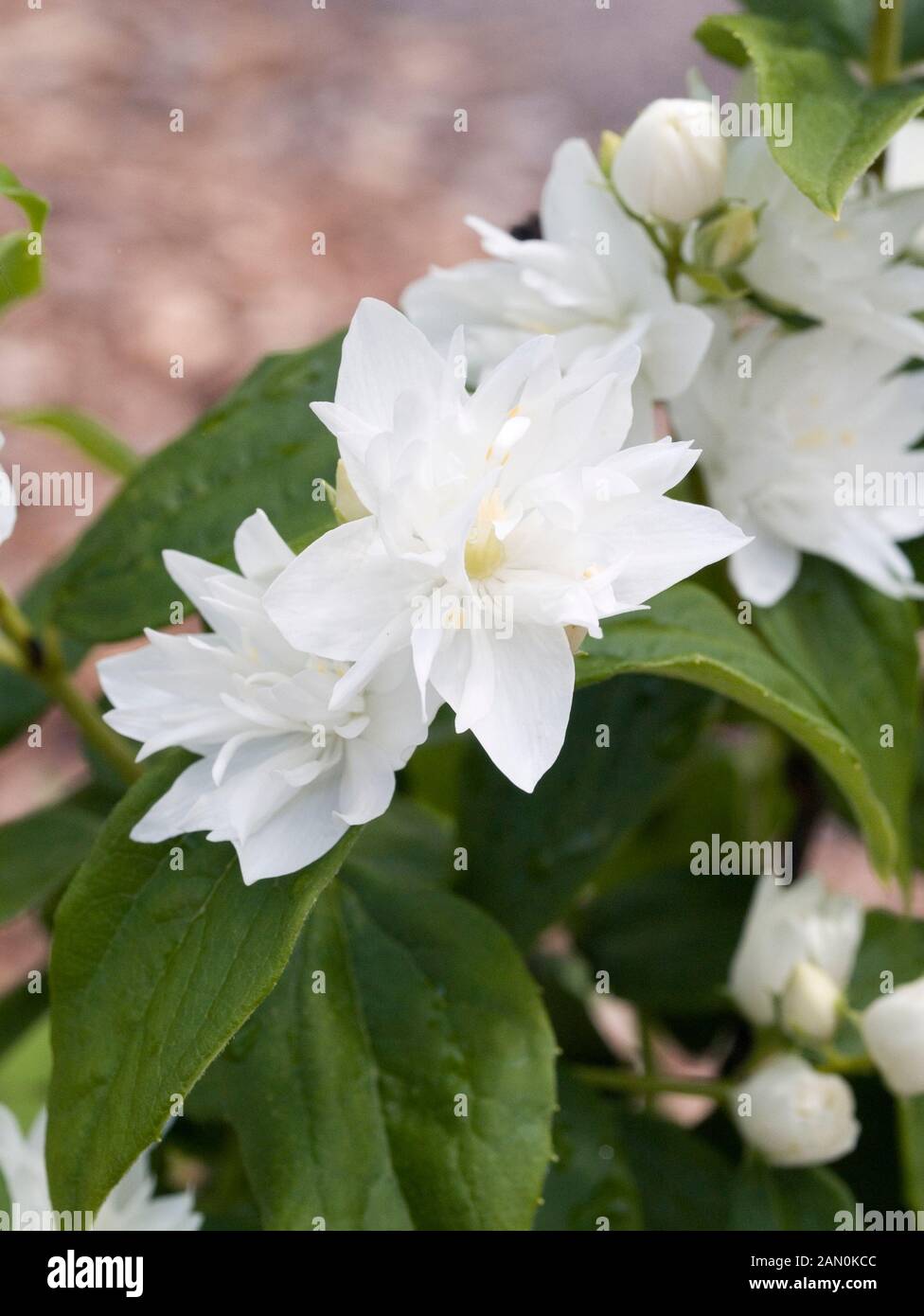 Philadelphus miniature snowflake hi-res stock photography and images ...