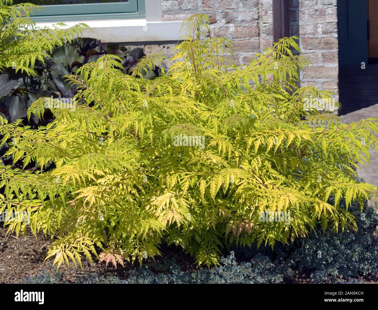 Tigereye hi-res stock photography and images - Alamy