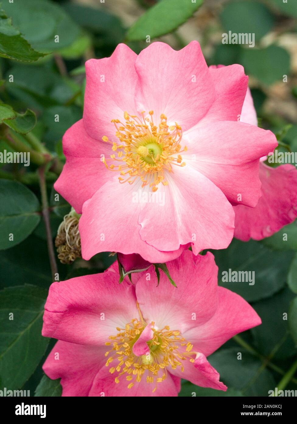 Chuckles hi-res stock photography and images - Alamy