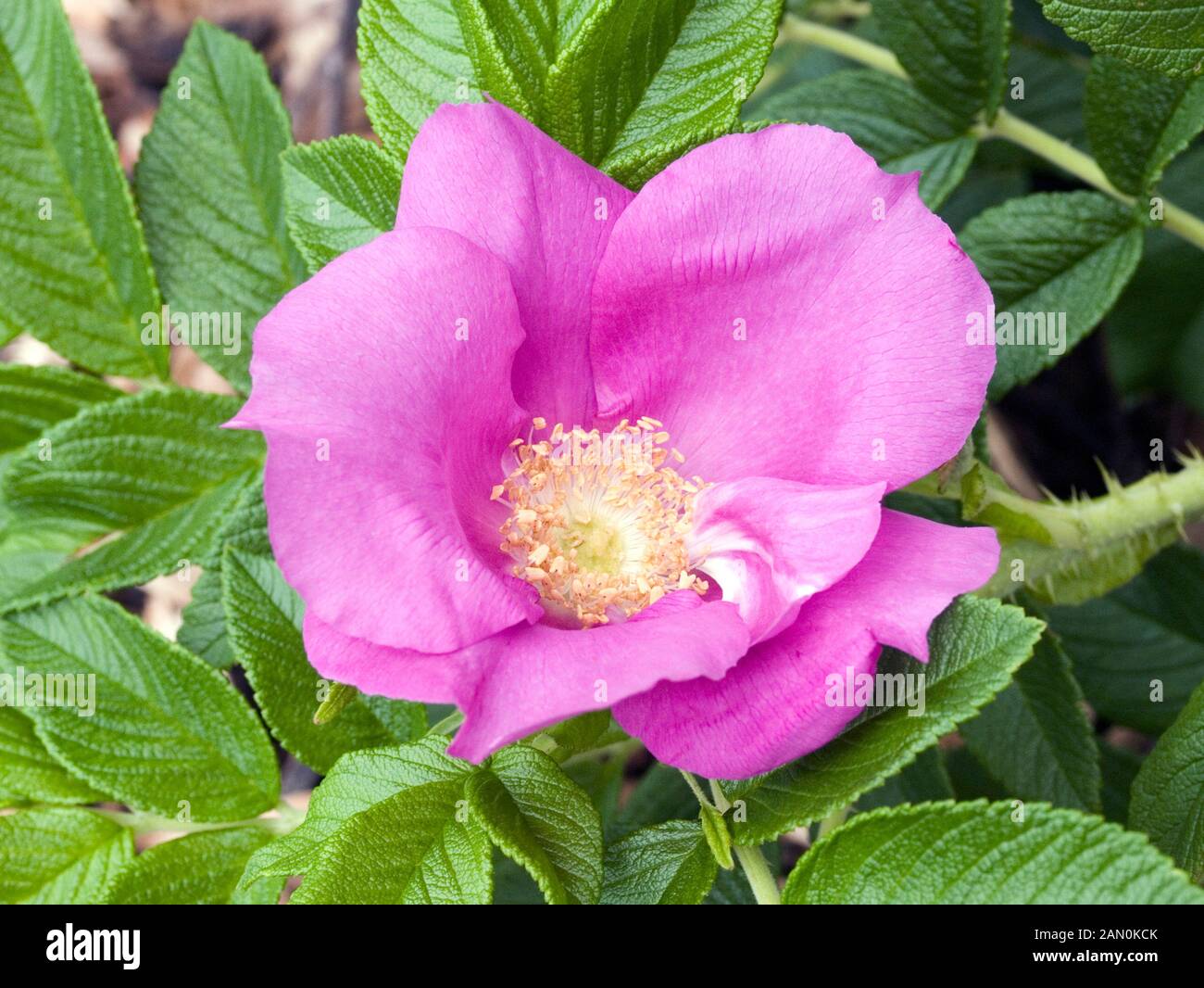 Rose scabrosa hi-res stock photography and images - Alamy
