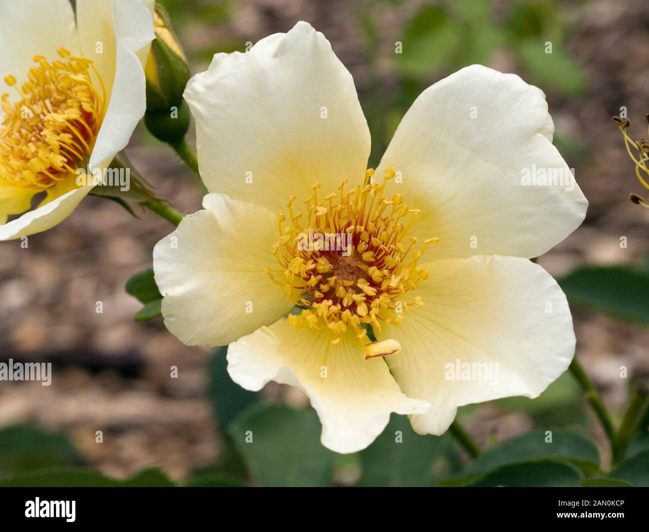 Golden wings rose hi-res stock photography and images - Alamy
