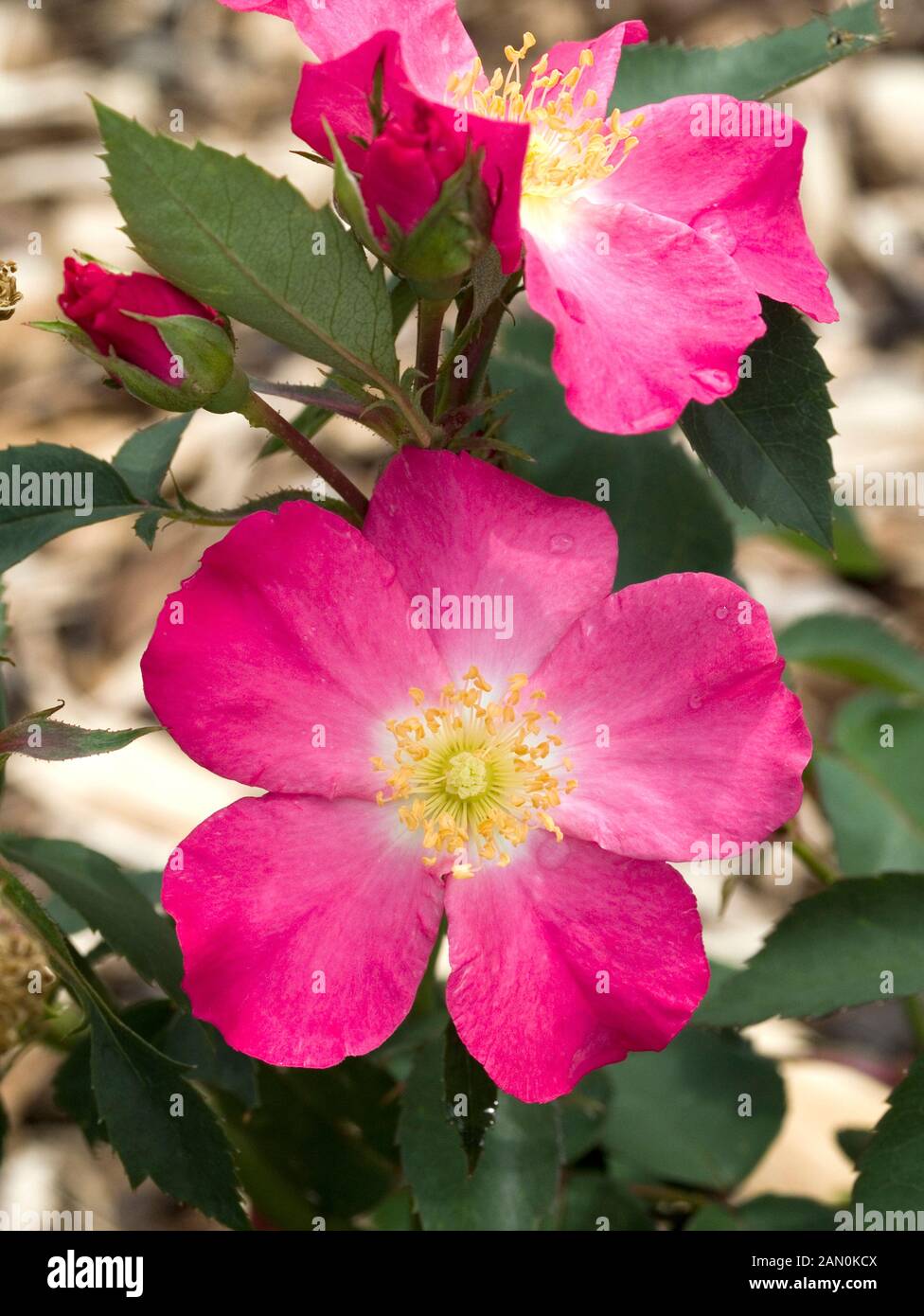 Prairie rose flower hi-res stock photography and images - Alamy