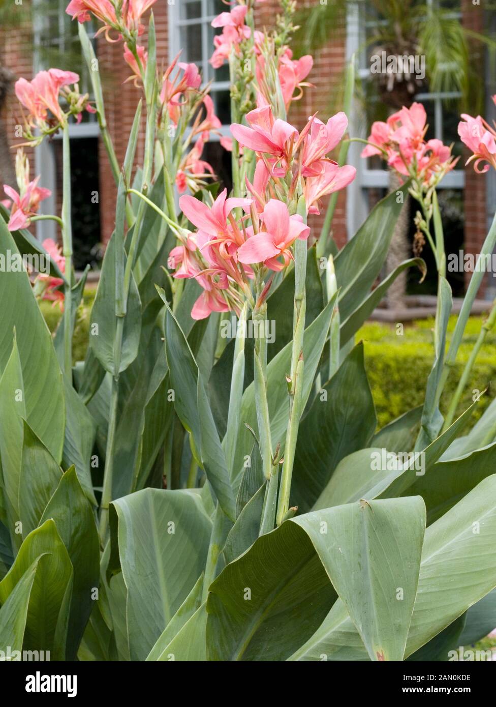Canna house hi-res stock photography and images - Alamy