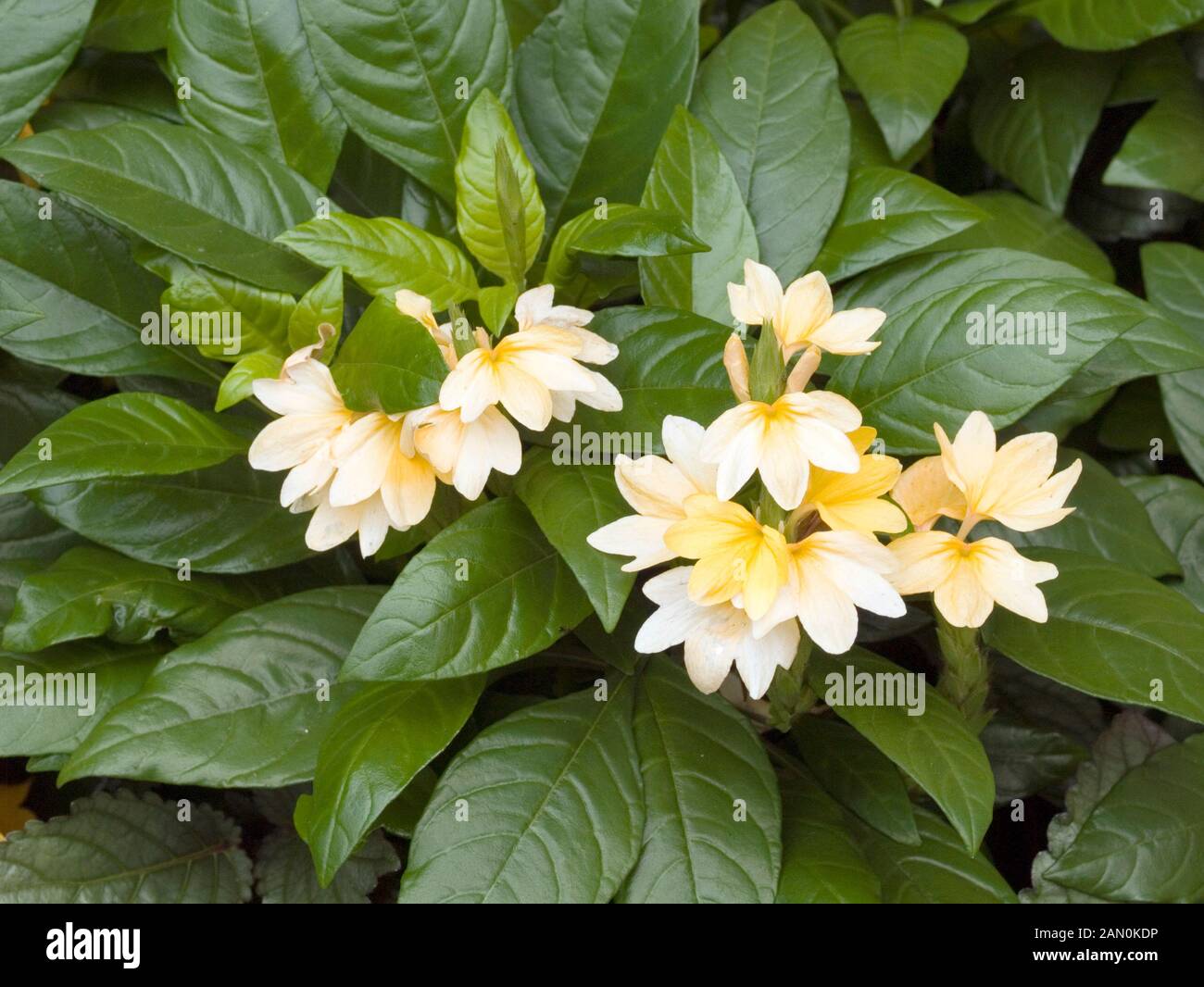 CROSSANDRA INFUNDIBULIFORMIS 'TROPICAL YELLOW SPLASH' Stock Photo - Alamy