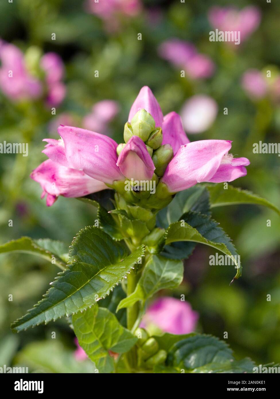 Lyonii hi-res stock photography and images - Alamy