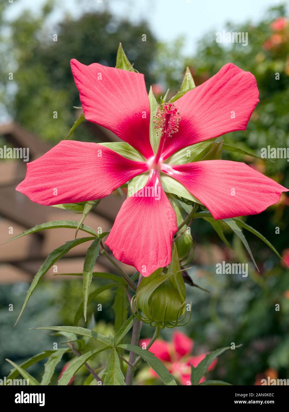 Hibiscus coccineus hi-res stock photography and images - Alamy