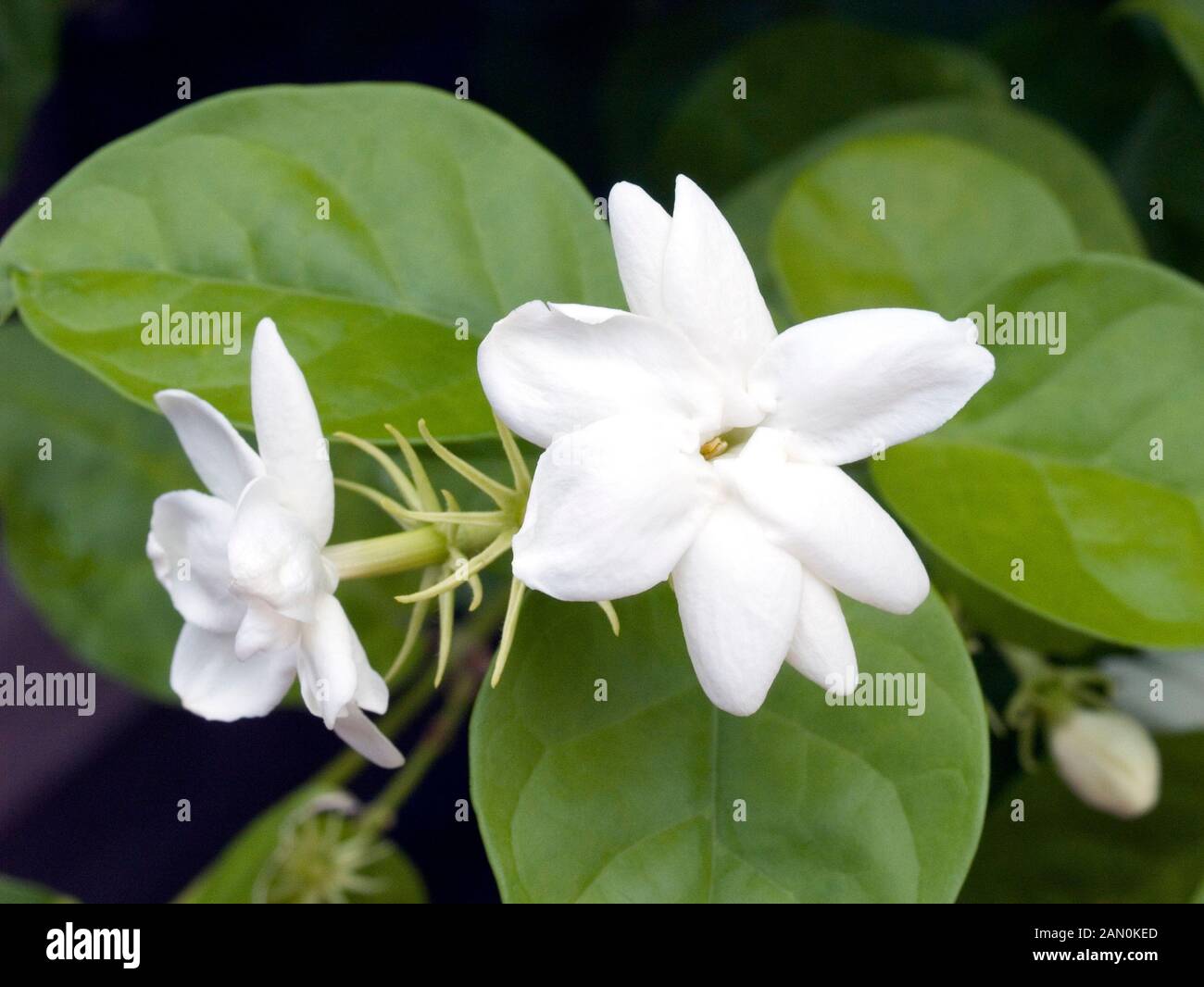 Jasminum sambac hi-res stock photography and images - Alamy