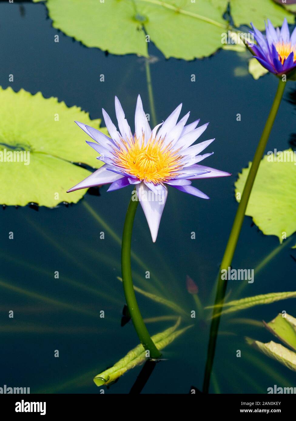NYMPHAEA ''RHONDA KAY'' Stock Photo - Alamy