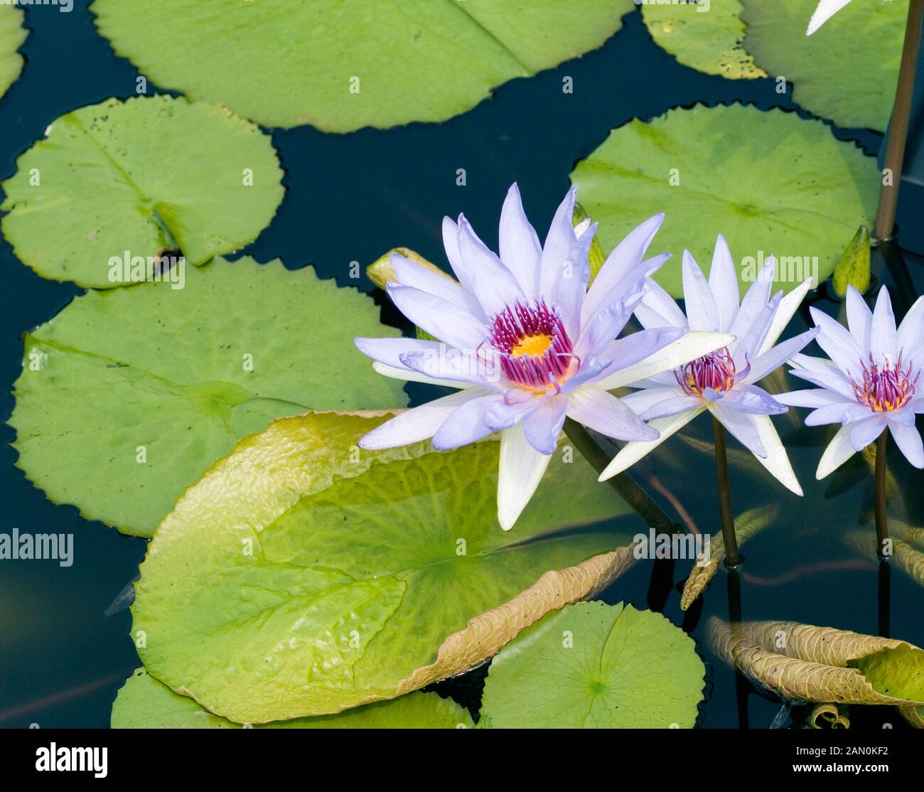 Woods blue goddess hi-res stock photography and images - Alamy