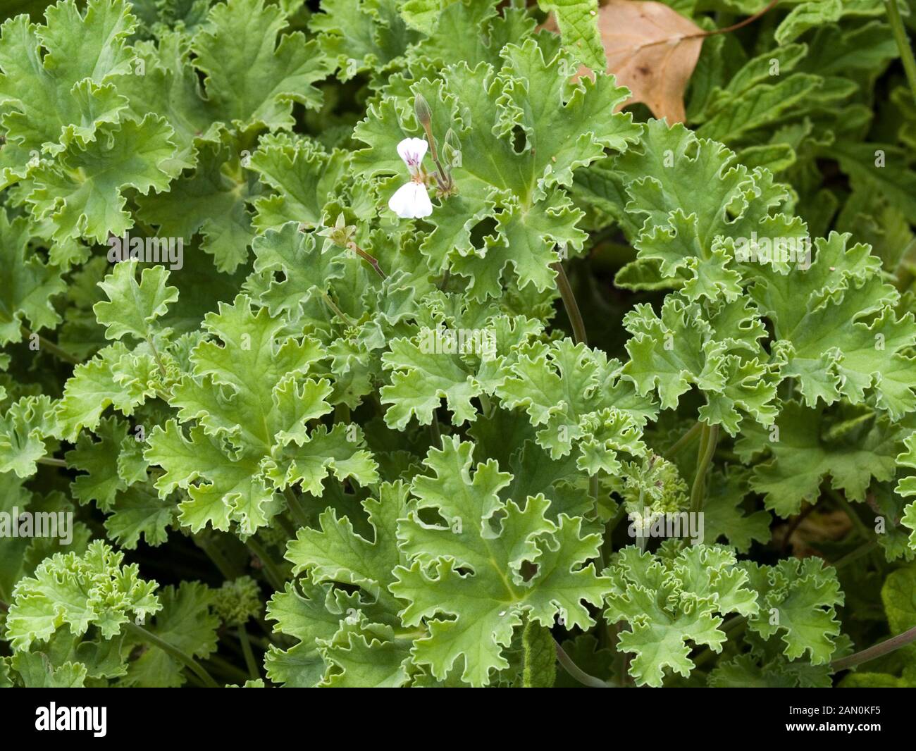 Apple scented geranium hi-res stock photography and images - Alamy