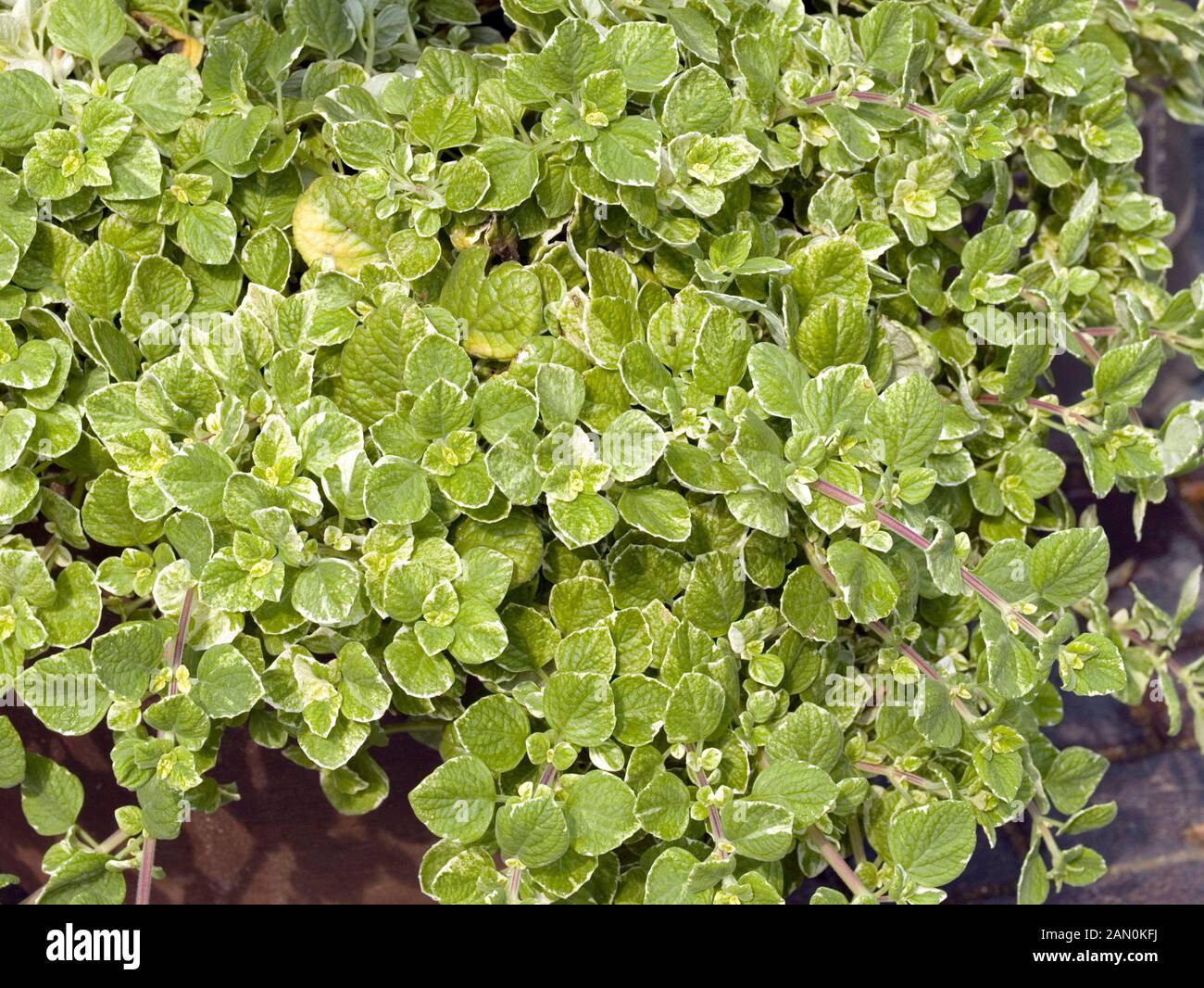 Plectranthus Coleoides High Resolution Stock Photography and Images - Alamy