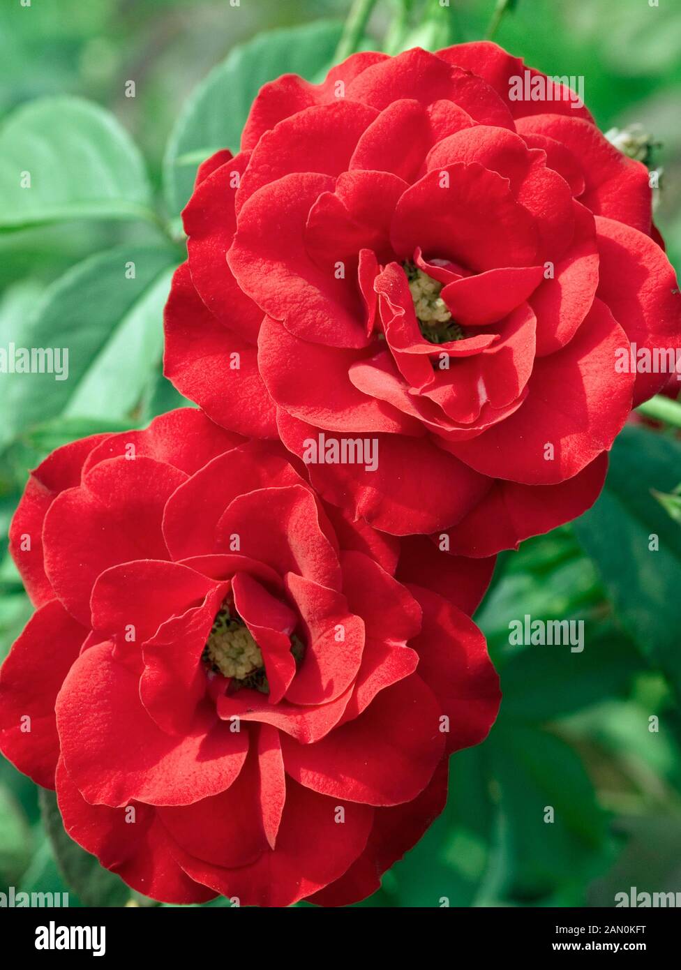 Rosa europeana hi-res stock photography and images - Alamy