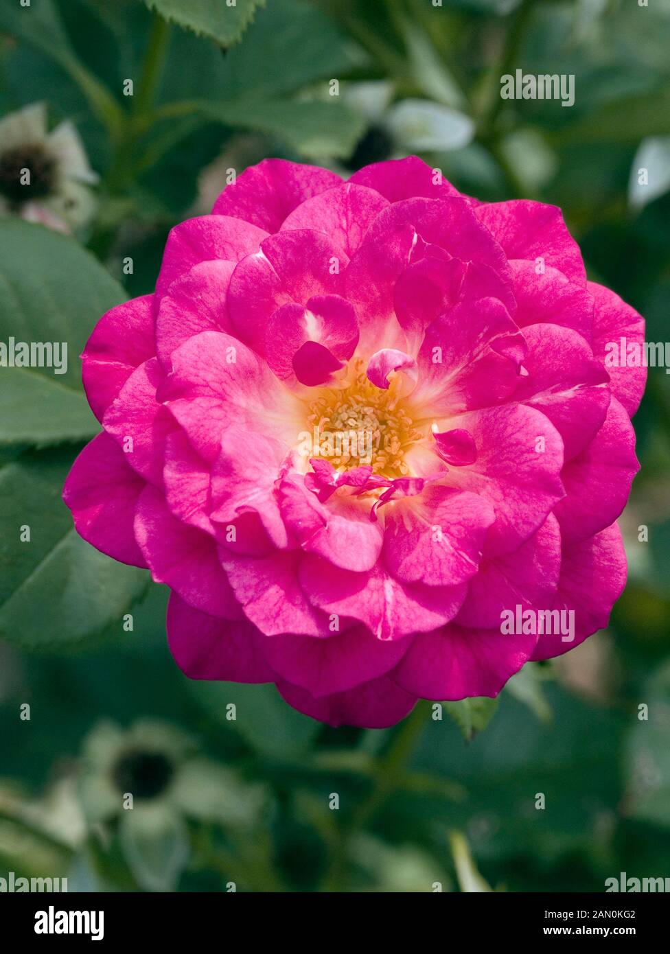 Outta of the blue hi-res stock photography and images - Alamy