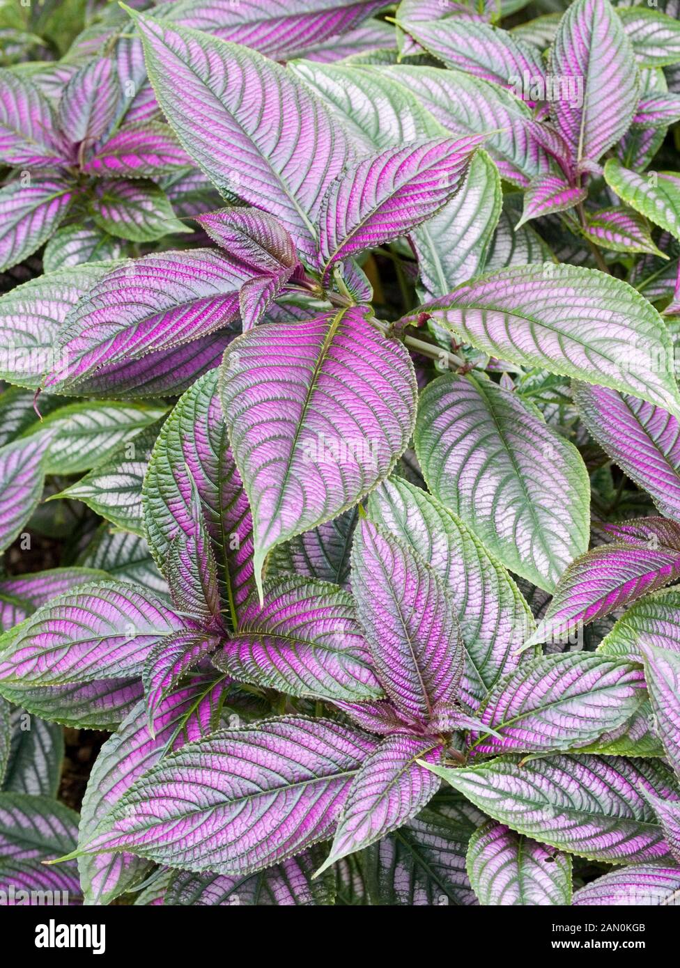 Strobilanthes Dyerianus High Resolution Stock Photography and Images ...