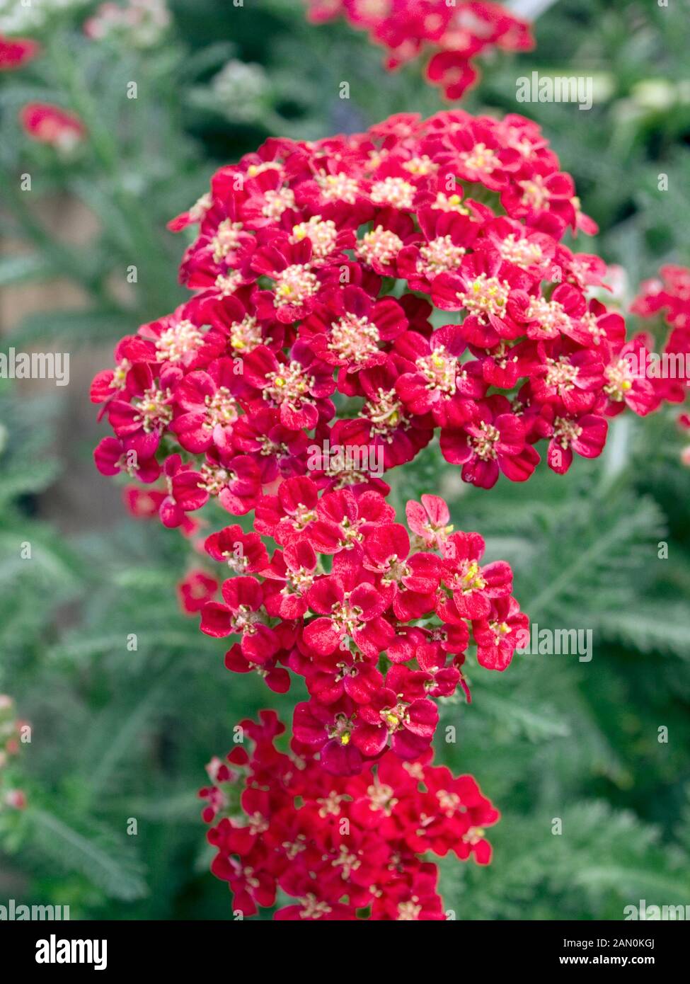 Achillea hi-res stock photography and images - Alamy
