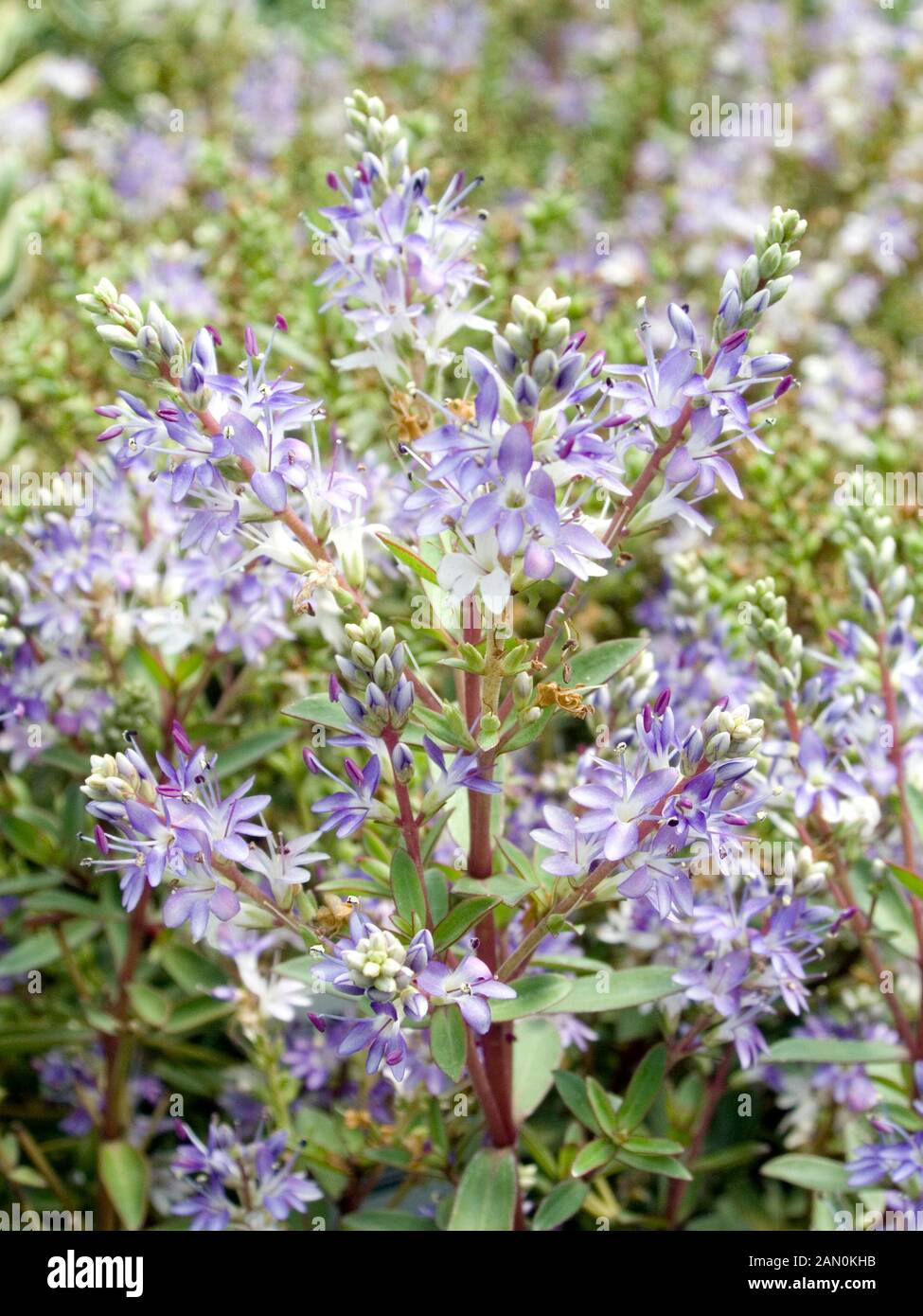 Hebe caledonia hi-res stock photography and images - Alamy