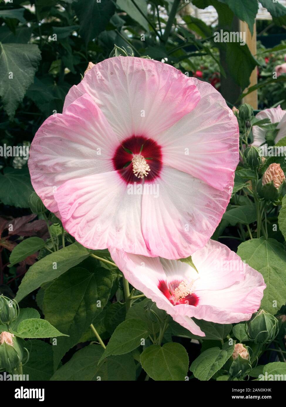 HIBISCUS MOSCHEUTOS LUNA ''PINK SWIRL'' Stock Photo - Alamy