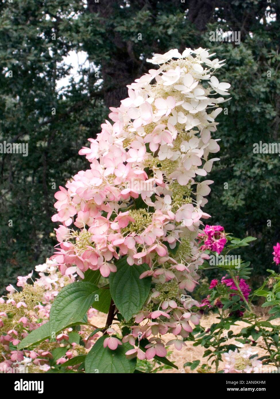 Hydrangea paniculata angels blush hi-res stock photography and images - Alamy