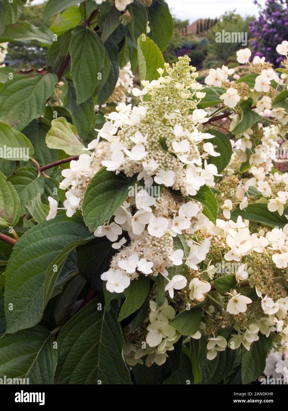 Hydrangea Paniculata Grandiflora