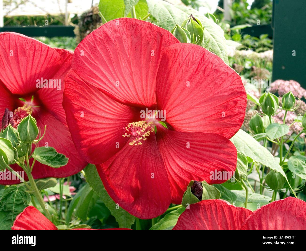 HIBISCUS MOSCHEUTOS LUNA RED Stock Photo - Alamy
