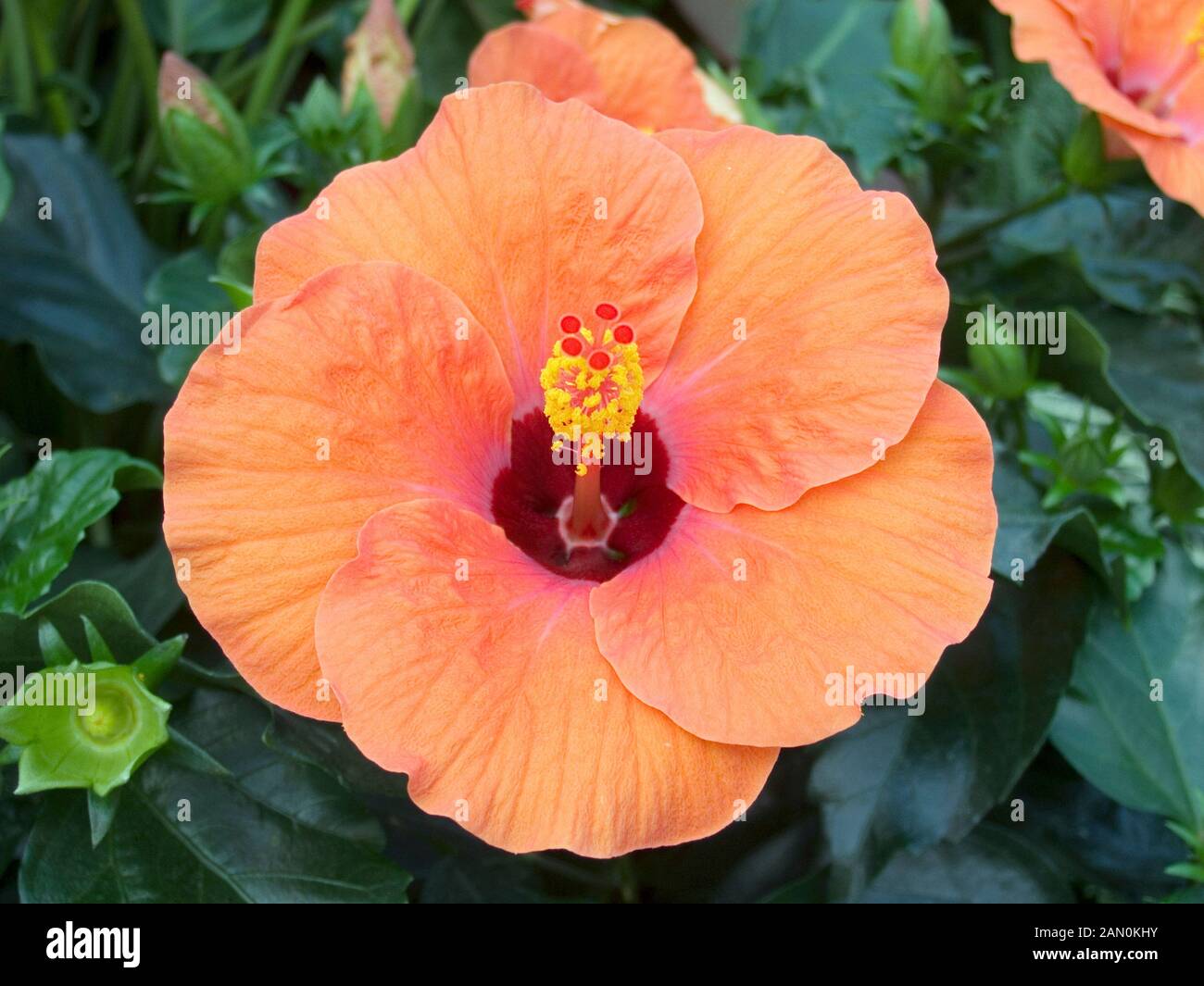 HIBISCUS ROSA SINENSIS ''ERIN RACHEL'' Stock Photo - Alamy