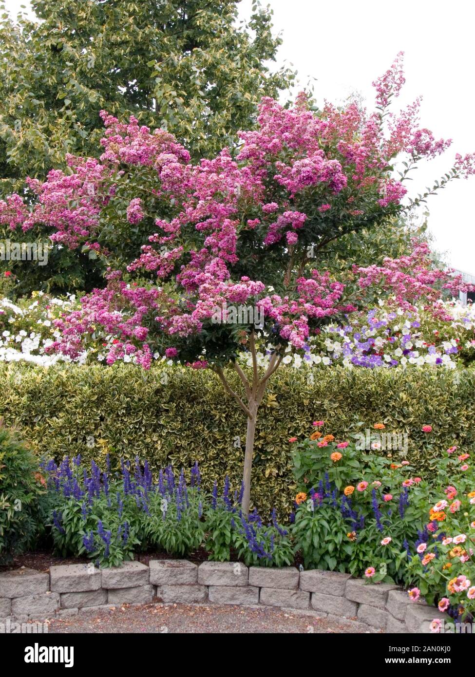 Lagerstroemia indica hi-res stock photography and images - Alamy