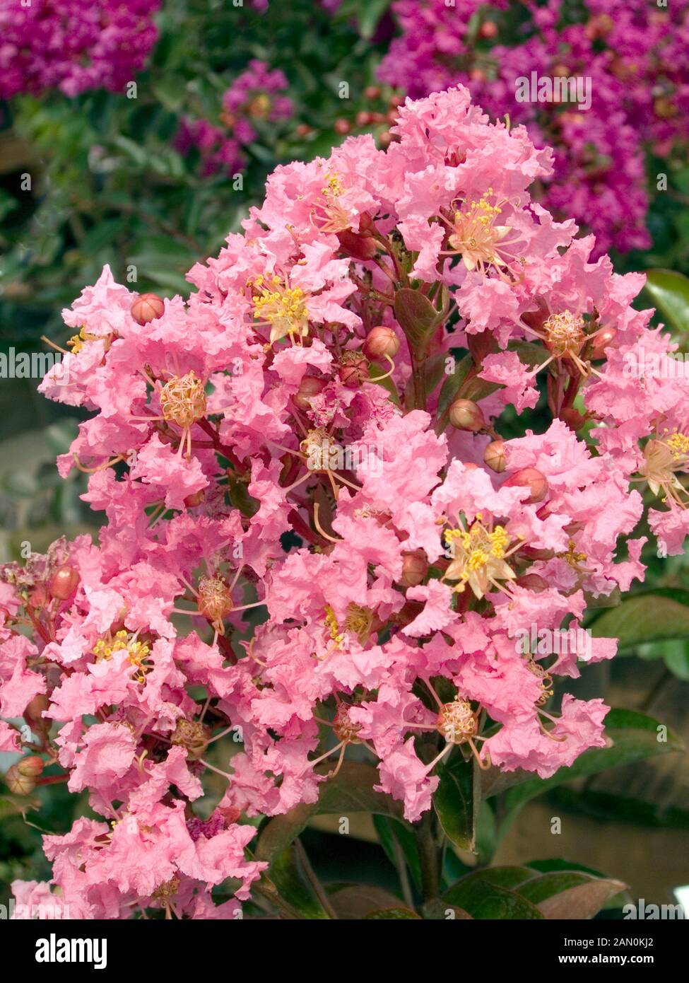 Lagerstroemia red hi-res stock photography and images - Alamy