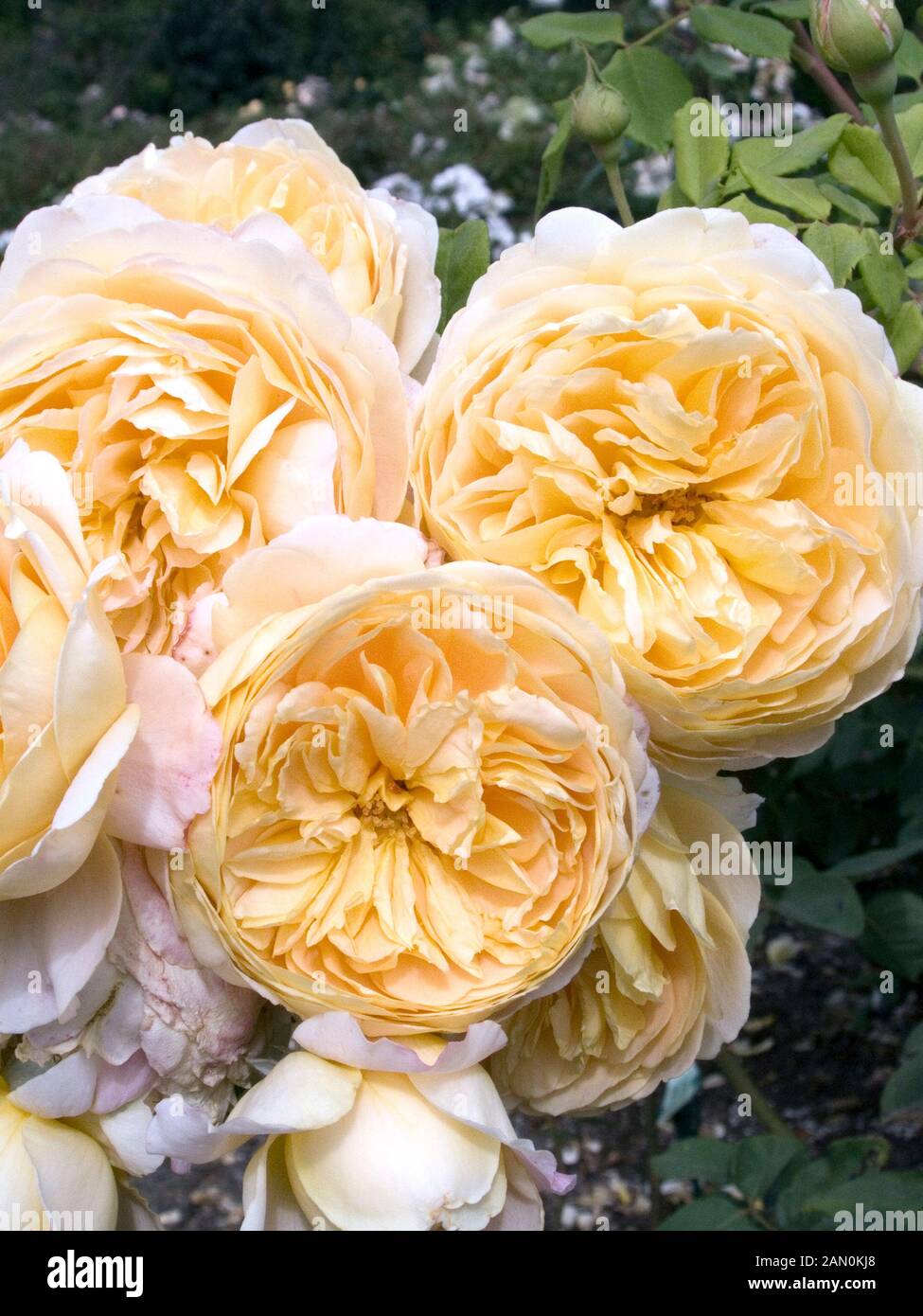 Evelyn rosa hi-res stock photography and images - Alamy