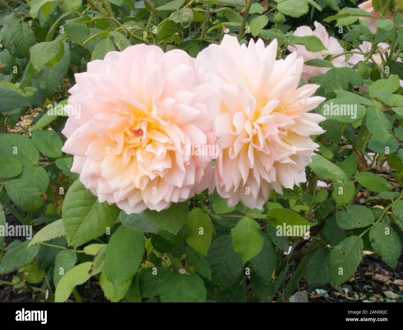 ROSA 'GRACE' (ROSE 'GRACE' Stock Photo - Alamy