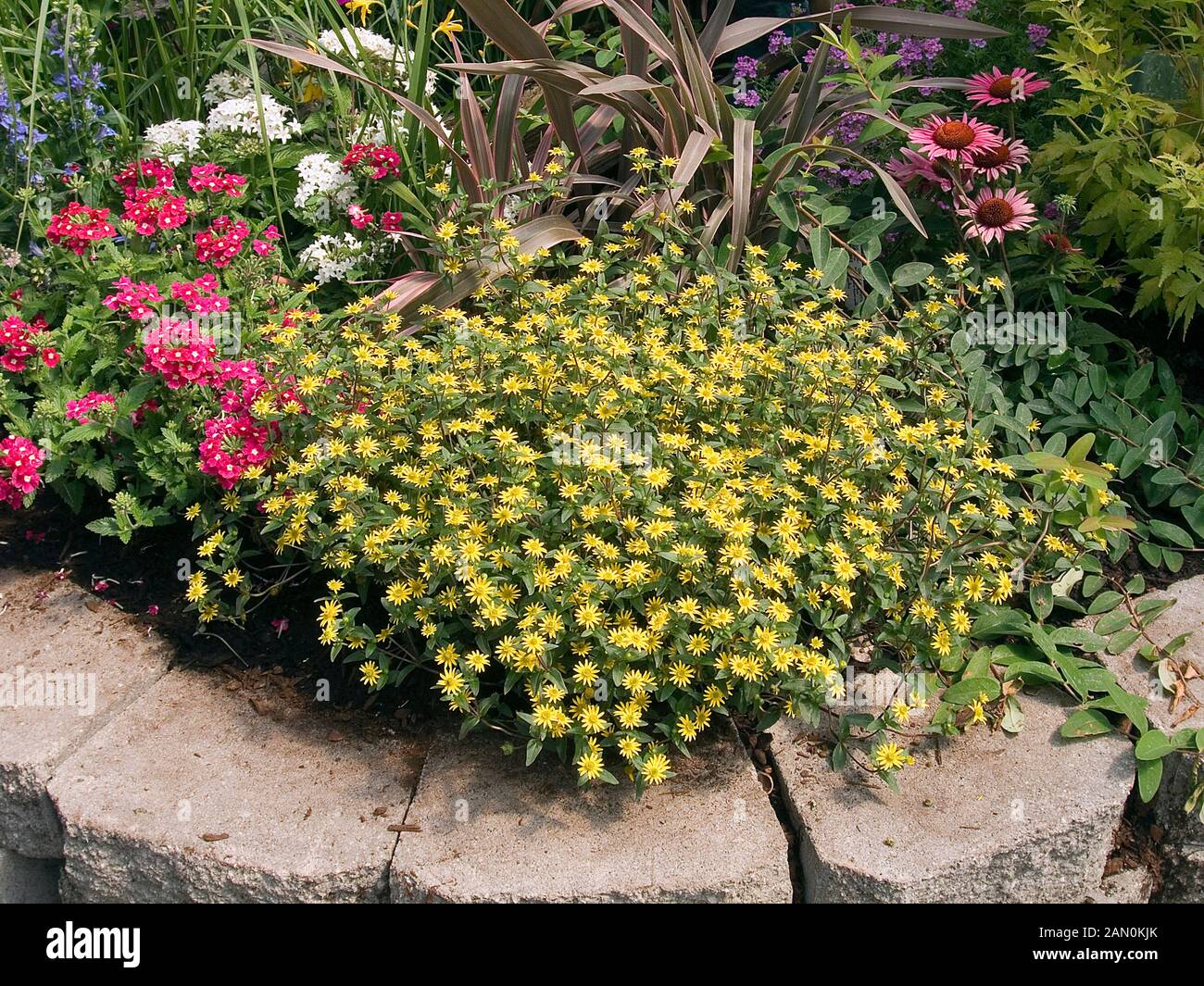 Sanvitalia procumbens creeping zinnia hi-res stock photography and ...