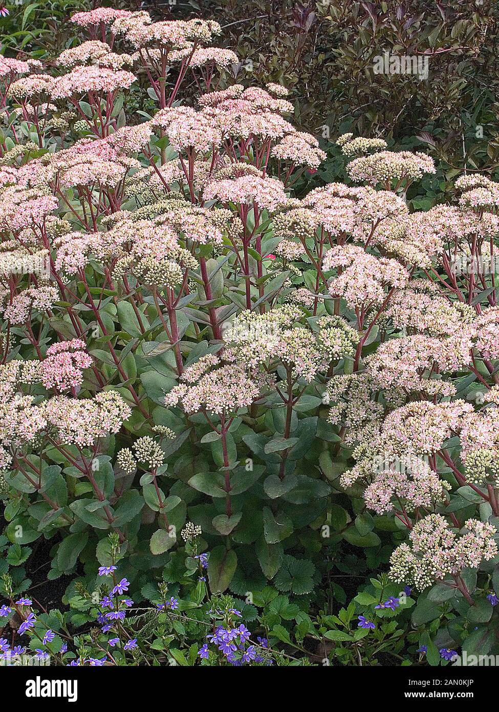 Sedum matrona hi-res stock photography and images - Alamy