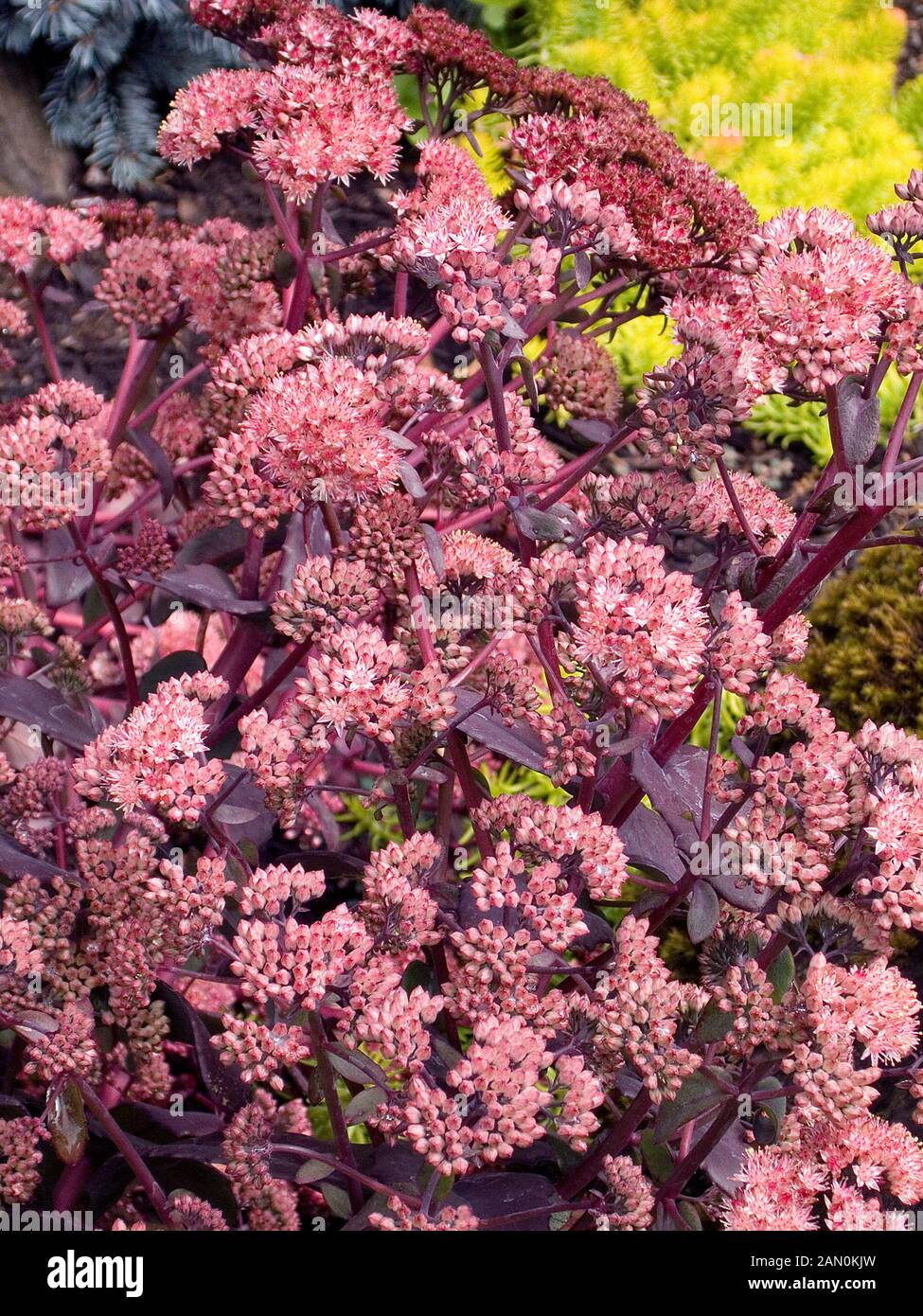 Sedum Purple Emperor High Resolution Stock Photography and Images - Alamy