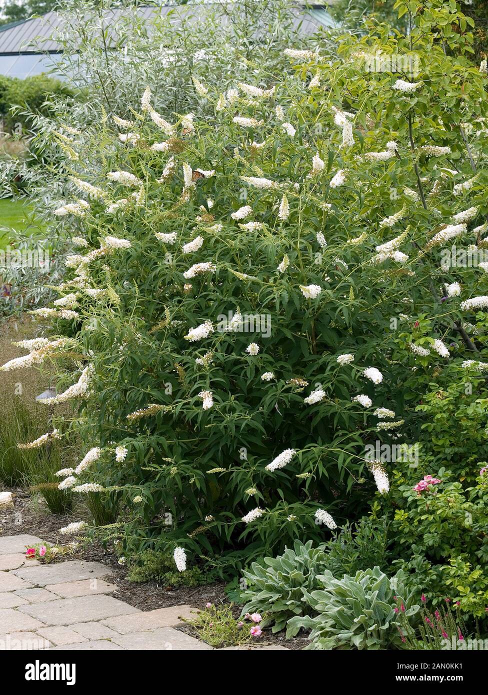 Buddleia davidii white profusion hi-res stock photography and images ...