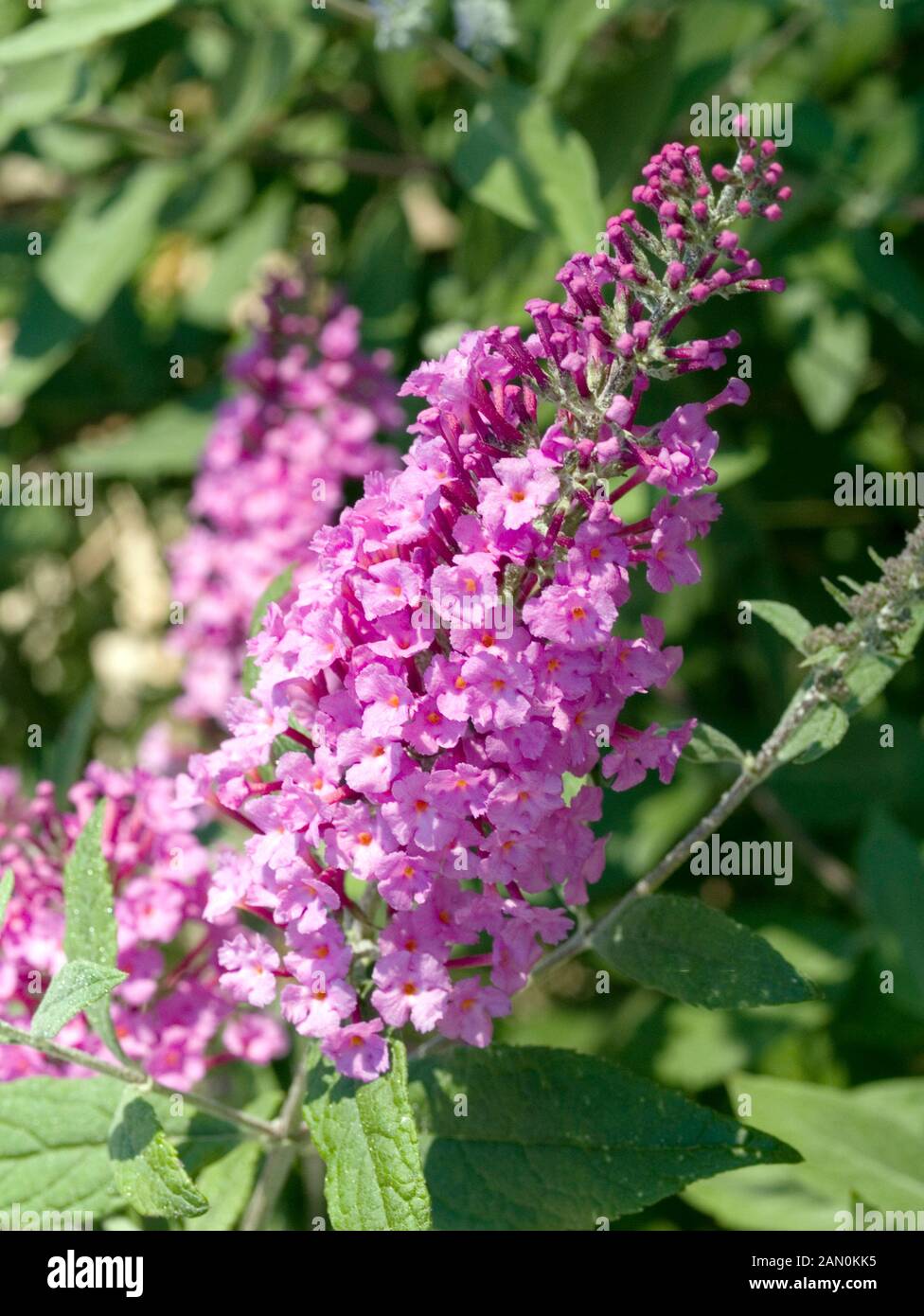 Pink buddleia davidii hi-res stock photography and images - Alamy