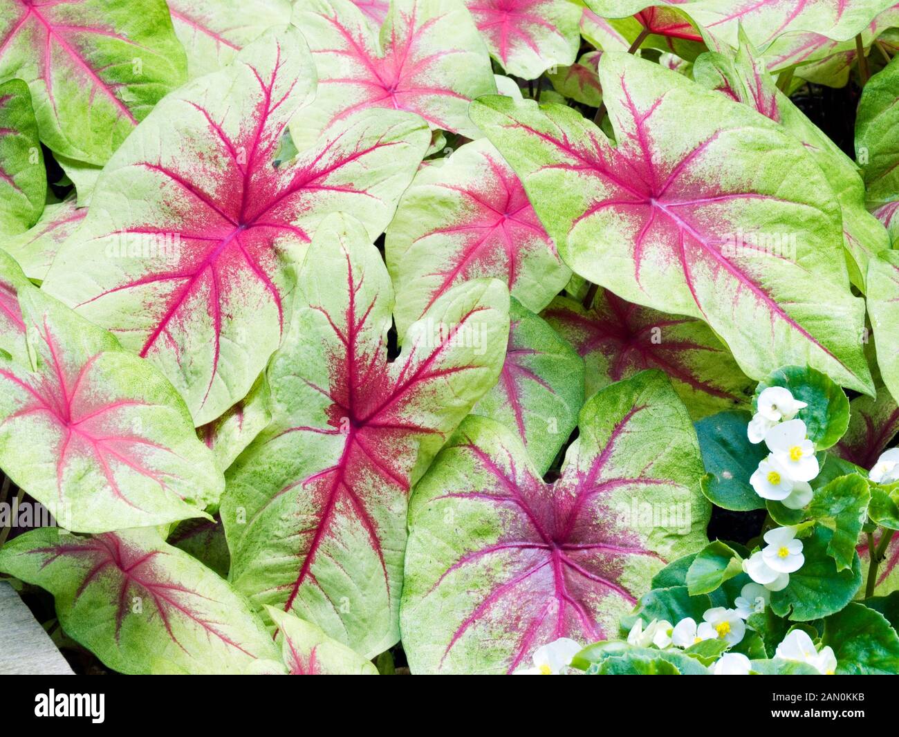 Large caladium leaves hi-res stock photography and images - Alamy