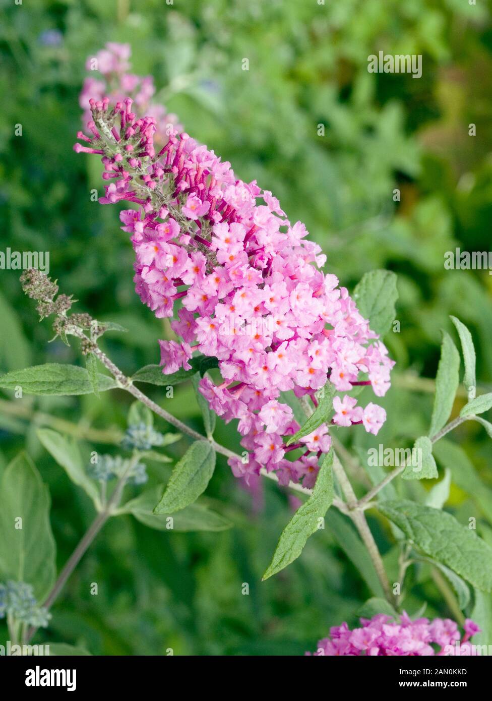 Pink delight buddleia hi-res stock photography and images - Alamy