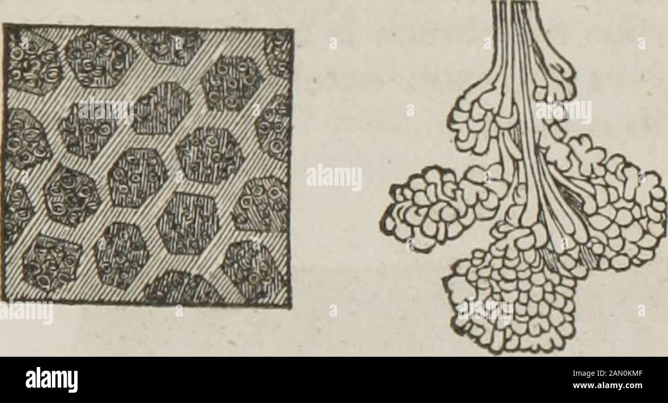 Serous and mucous membranes hi-res stock photography and images - Alamy