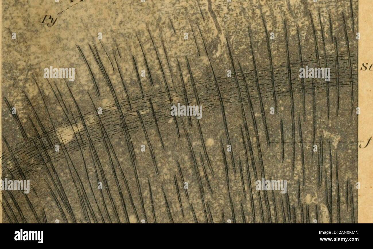 Fwp hi-res stock photography and images - Alamy