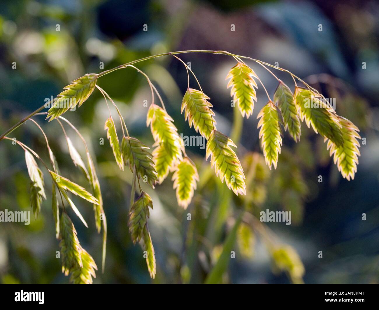 Northern wood oats hi-res stock photography and images - Alamy